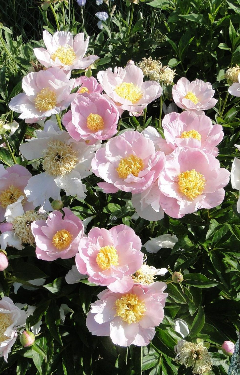 Garden Lace - rendelés | PaeoniaWorld