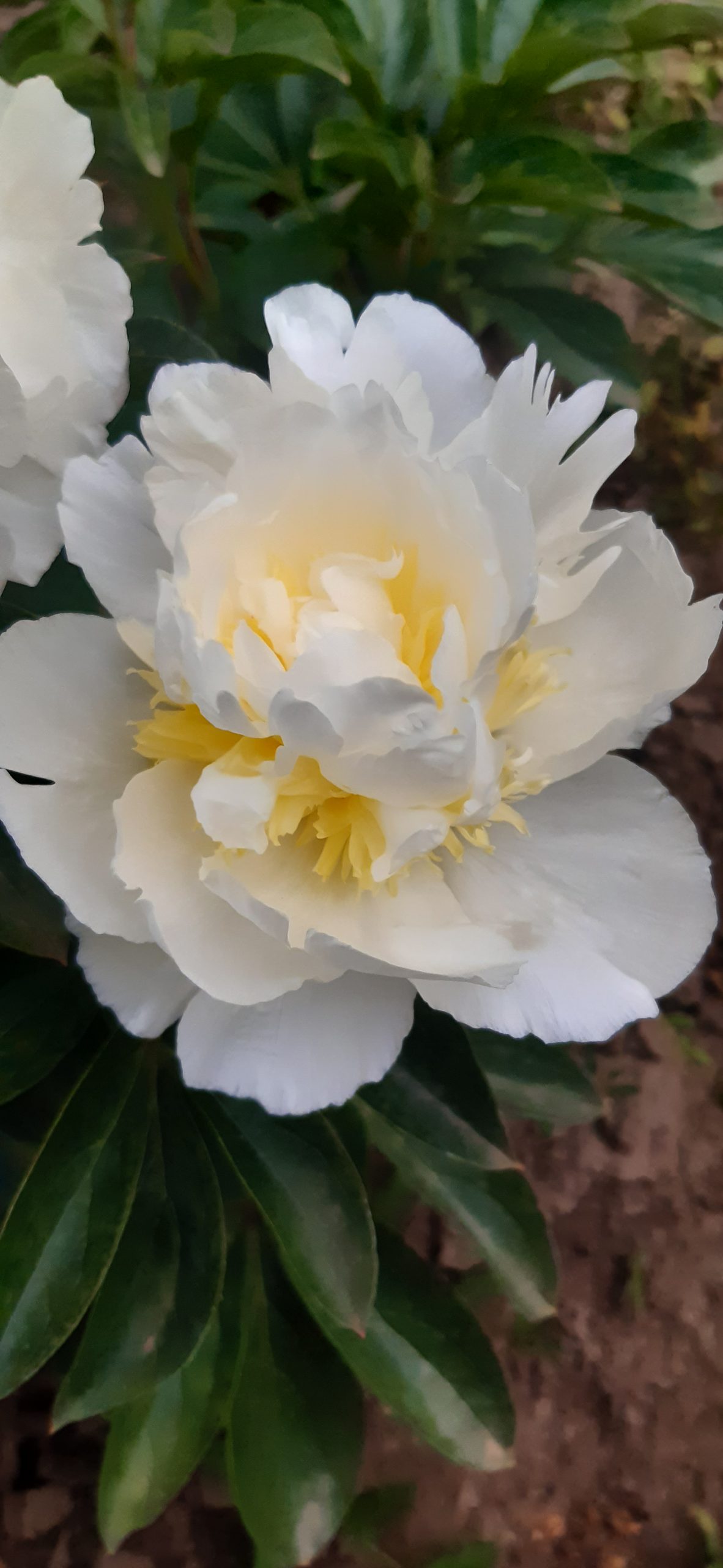 Ivory Victory - TomKert Kft.