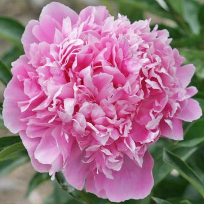 Pink Parfait - rendelés | PaeoniaWorld