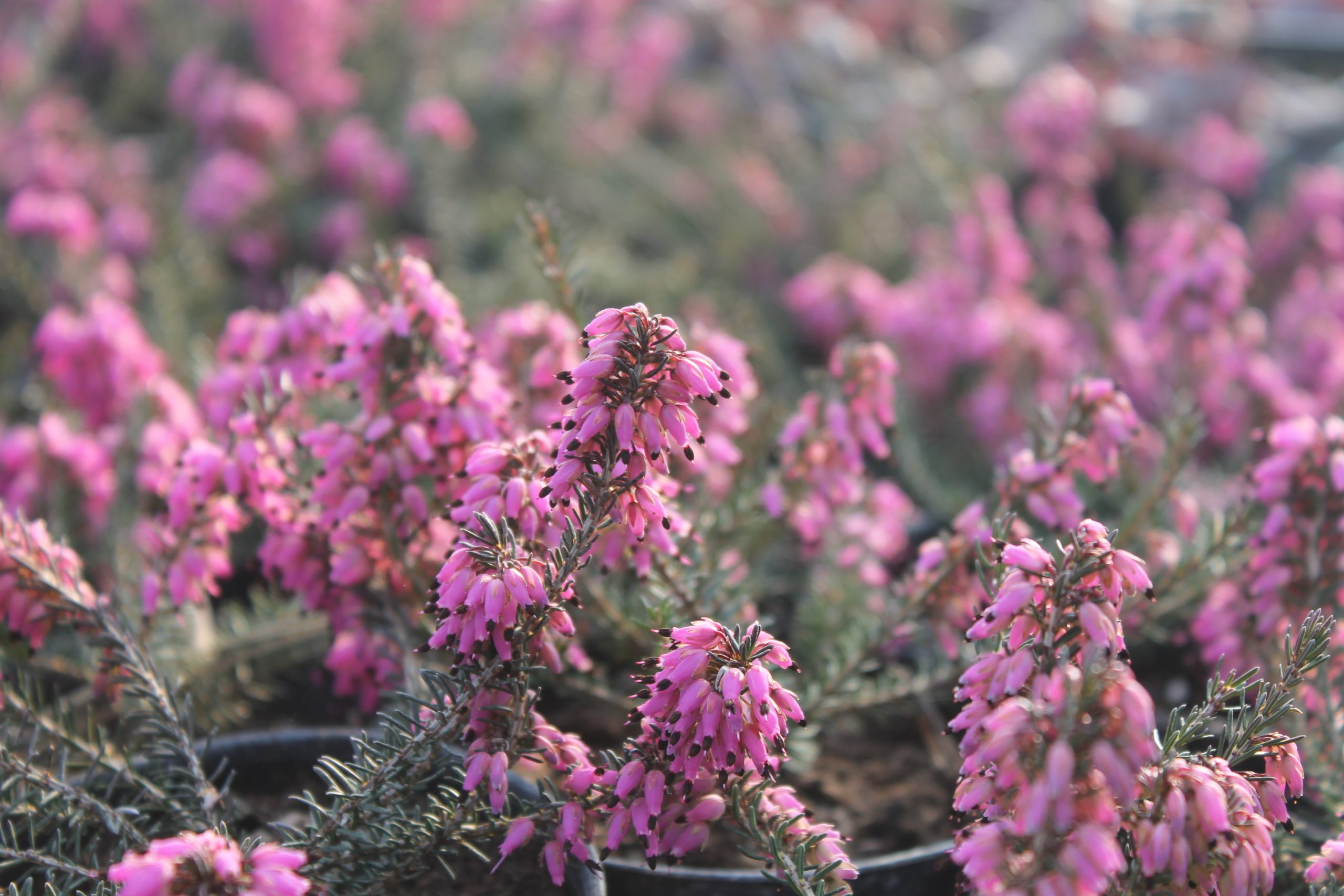 Erica carnea 'Wintersonne' - TomKert Kft.